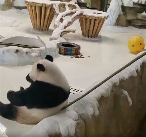 飼養員竹竿催促大熊貓暖暖 園方致歉：永不允許涉事人飼養熊貓 星島日報