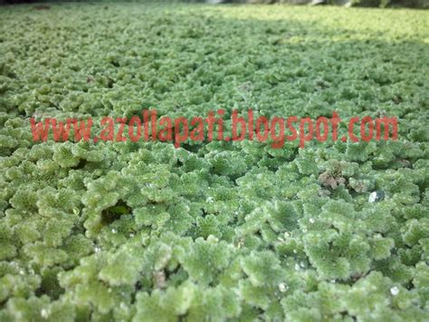 Azolla Si Emas Hijau Cara Budidaya Azolla Microphylla
