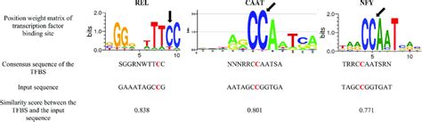 Specific Transcription Factor Binding Sites For The Major Allele C Of
