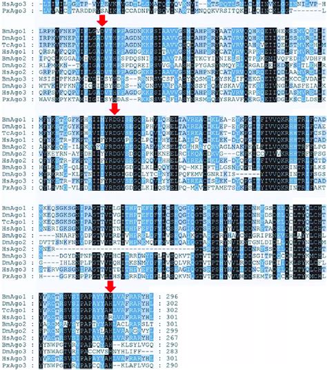 Multiple Sequence Alignment Of The Piwi Domain Of Pxago3 With Those Of