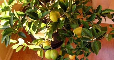 How To Grow Your Own Endless Supply Of Lemons Indoors