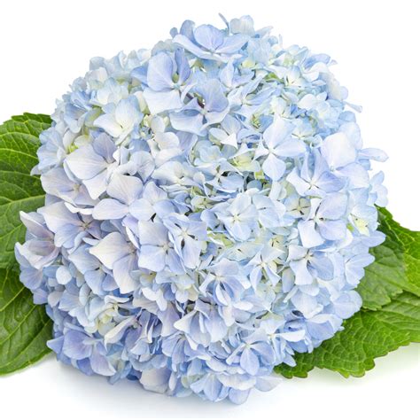 Blue And White Jumbo Hydrangea Flower Explosion