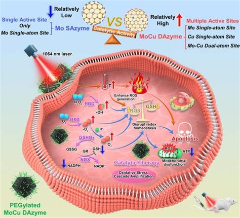 Mocu Angewandte Chemie International
