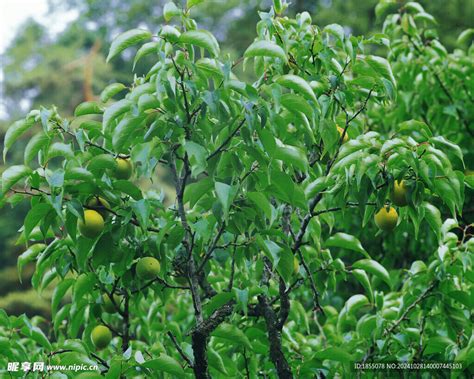 杏树摄影图田园风光自然景观摄影图库昵图网