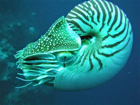 Nautilus ANW Algemeen Nederlands Woordenboek