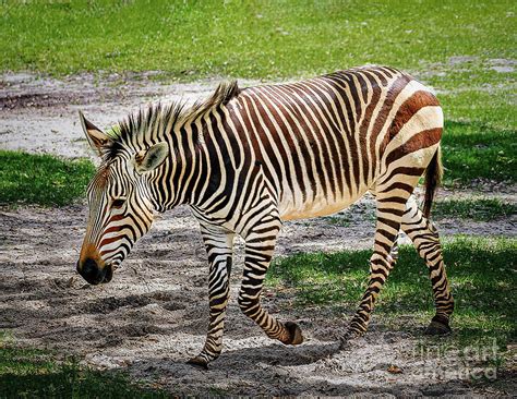 Nick Jr Zebra At Carmella Vanzant Blog