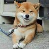 mysql connector python的版本兼容问题Process finished with exit code
