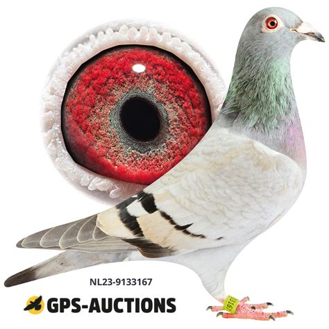 Team Pieper Part 2 Gps Auctions