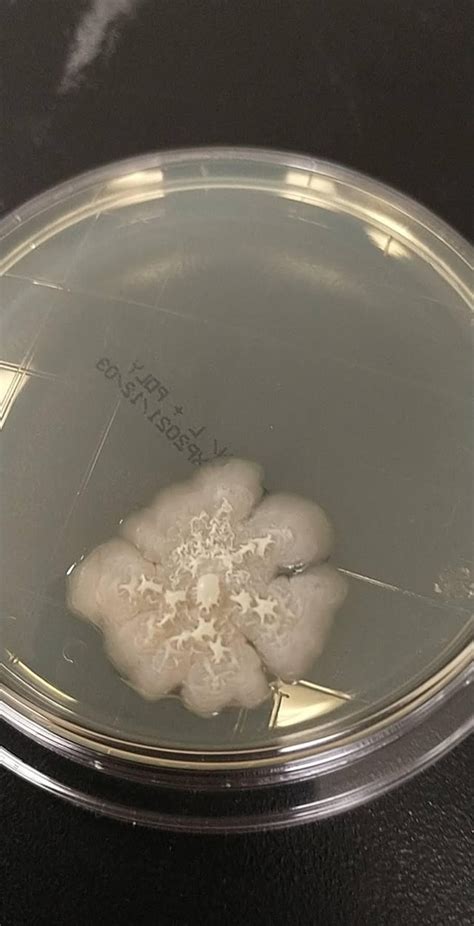 Bacillus Subtilis On Tsa R Agarporn