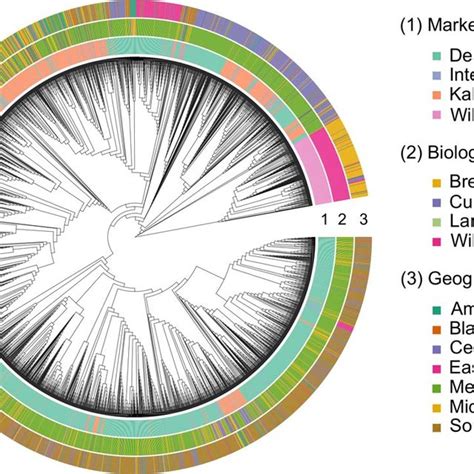 Phylogeny Based Clustering Phylogenetic Tree Represents Clustering Of