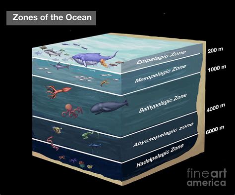 Ocean Zone Map Wayne Baisey