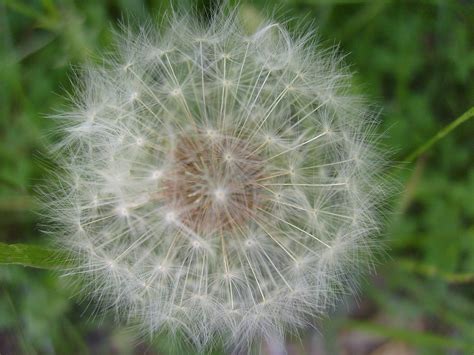 Diente De León Pelusa Pelota Foto Gratis En Pixabay Pixabay