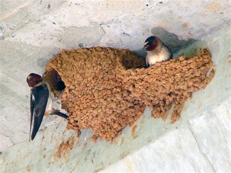 Swallow Nest Fell Down At Joy Lyons Blog