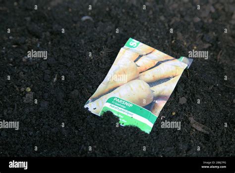 A Packet Of Suttons F Gladiator Parsnip Seeds On Fresh Compost Dirt Planting Vegetables In A Packet Of Suttons F Gladiator Parsnip Seeds On Fresh Compost Dirt Planting Vegetables In