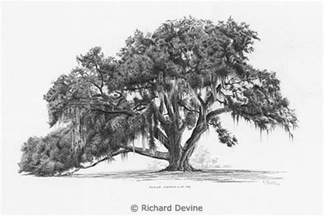How To Draw A Realistic Tree