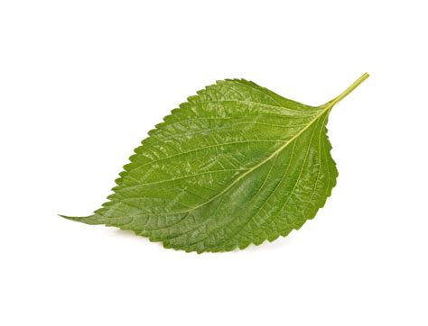 Premium Photo The Green Perilla Leaves Also Known As Green Shiso Oba