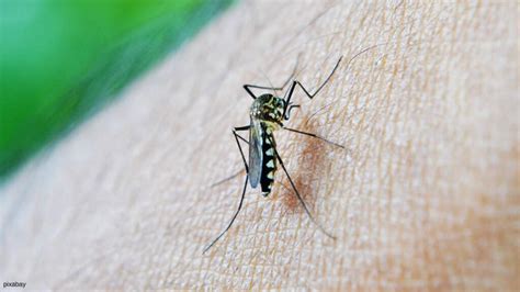 Campinas Divulga Alerta De 14 Bairros Com Alto Risco De Dengue