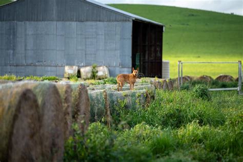 Hay And Silage In A Stack Yard Bales Of Hay With Grass Sprouting In Top Stock Image Image Of
