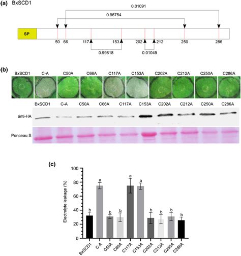 Prediction And Functional Analysis Of Disulphide Bonds In Bxscd1