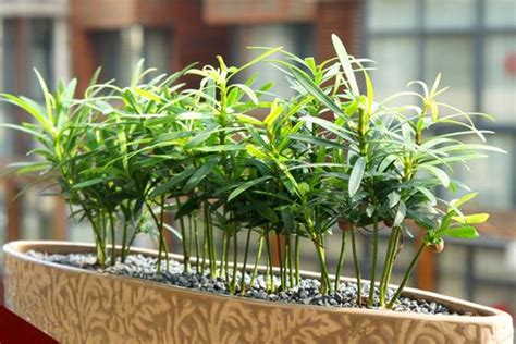室内观叶植物的养护月历大全 花百科