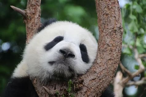 Contoh Soal Bahasa Panda Pada UTBK SNBT 2024 Lengkap Dengan Pembahasan Surabaya Network