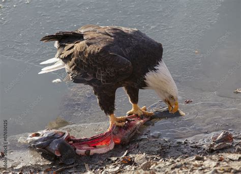 Bald Eagle Diet