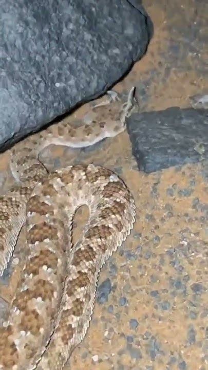 أفعى ام جنيب Youtube