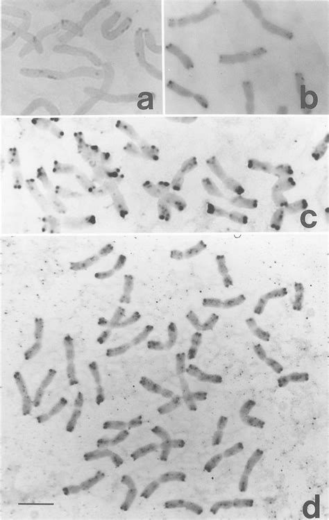 In Situ Hybridization Of Telomere Sequences Patt4 Of Arabidopsis Download Scientific Diagram