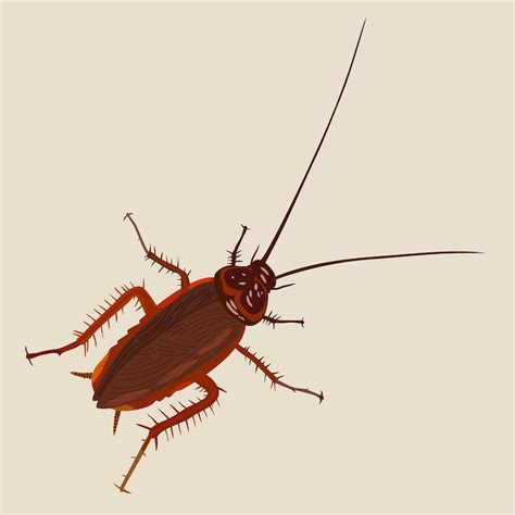 바퀴벌레 곤충 벡터 Freepik에서 무료 고품질 벡터를 다운로드하세요 Freepik