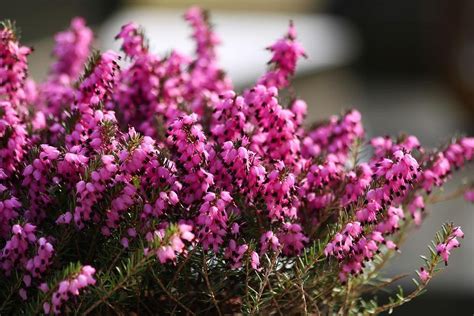 Cuidados Del Brezo En Jardinería Guía Completa Y Consejos Expertos
