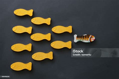 동일한 것의 반대 방향으로 수영 하는 다른 물고기 용기와 성공 개념입니다 칠판 배경입니다 수영 동작 활동에 대한 스톡 사진 및