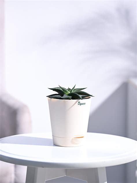 Buy Ugaoo Indoor Aloe Vera Star Plant With Self Watering Pot 7 6 Cm