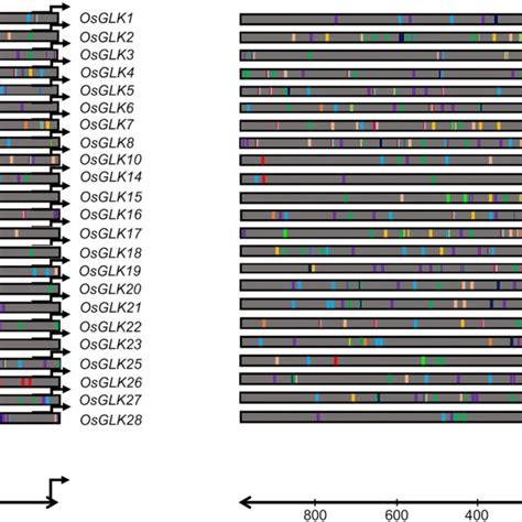 Graphical Representation Of A Set Of Fourteen Cres Cis Regulatory Download Scientific Diagram