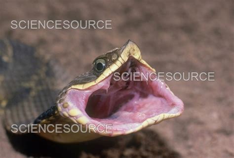 Eastern Hognose Snake Stock Image Science Source Images