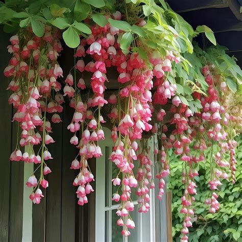 垂絲海棠花種籽子爬藤植物易活四季種開播種開花室內室外植物花卉驅蚊蟲花卉植物 重瓣海棠 海棠種子 蝦皮購物
