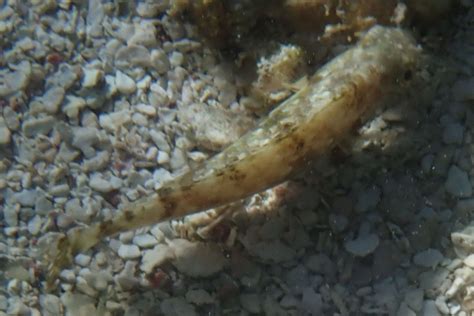 The Bucktooth Parrotfish Whats That Fish
