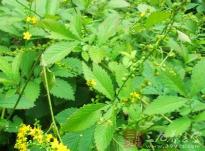 鹤草芽的功效与作用 鱼腥草的效与作用 夏枯草的效与作用 大山谷图库