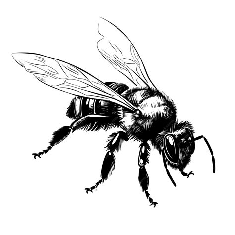Premium Vector Hand Drawn Sketch Bumblebee Illustration