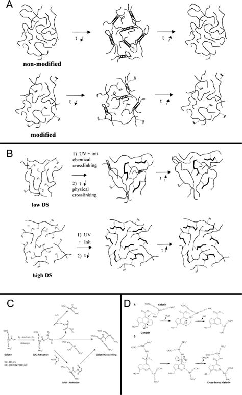 Modification And Preparation Of Gelatin A Physical Modification B