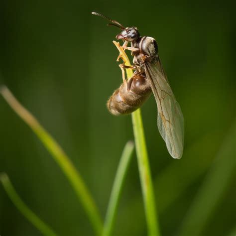 Exploring The Fascinating World Of Ant Reproduction And Nuptial Flight