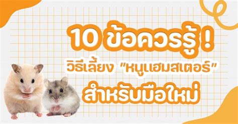 10 ข้อควรรู้ วิธีเลี้ยง หนูแฮมสเตอร์ สำหรับมือใหม่