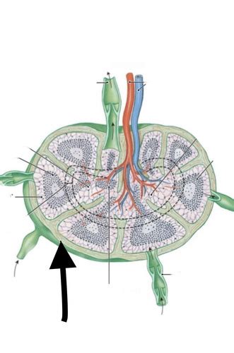 Lymph Nodes Flashcards Quizlet