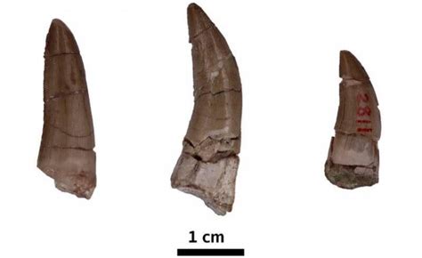 Bangkok Post Researcher Finds Fossilised Dino Teeth