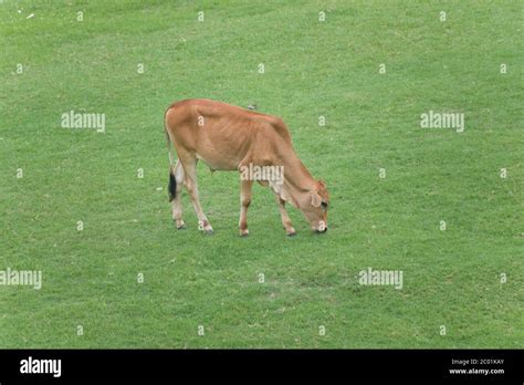 Cattle Or Cows Female And Bulls Male Are The Most Common Type Of