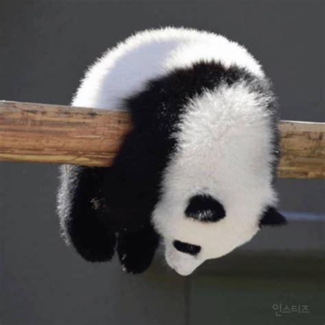 아기 판다🐼들이 평평한 나무를 보면 자주하는 자세 인스티즈 Instiz 이슈 카테고리