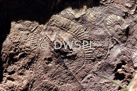 A Royalty Free Image Of Fossils Archaeocyathids Cambrian 500