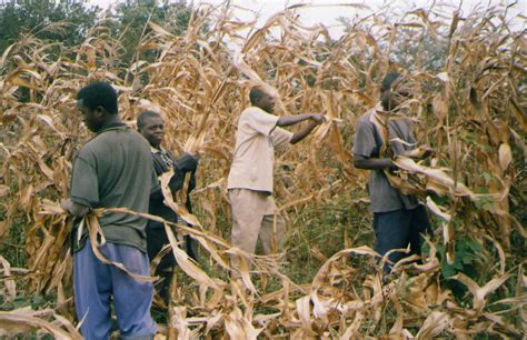 Harvesting