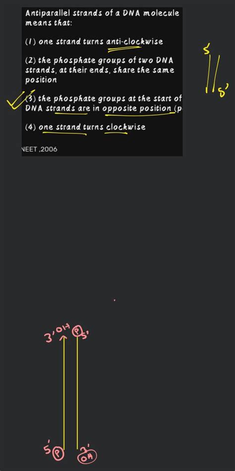 Anti Parallel Strands Of A Dna Molecule Means That Filo
