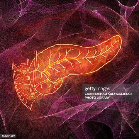 Pancreas 3d Photos And Premium High Res Pictures Getty Images