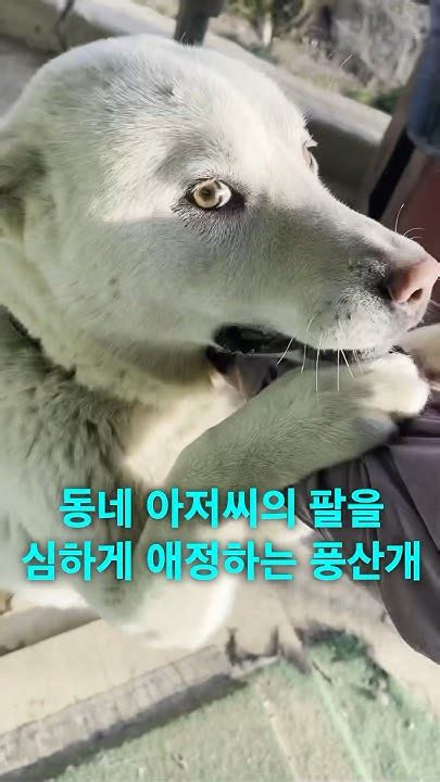 동네 아저씨를 주인보다 더 좋아하는 풍산개 Youtube